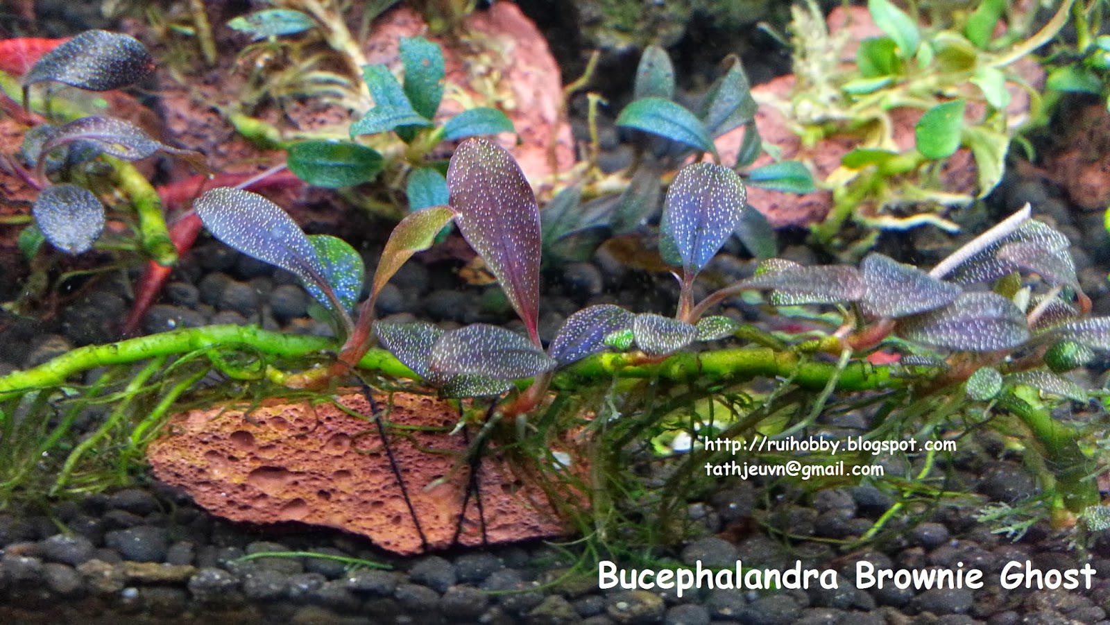 Rui's Hobby - Bucephalandras: Bucephalandra Brownie Ghost
