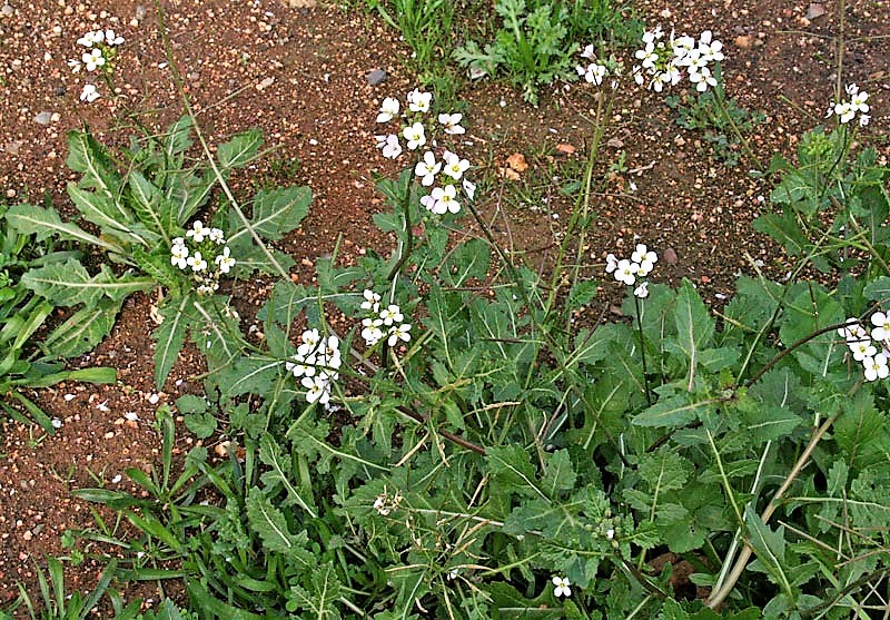 AL FUM DE LA XIMENERA : EL RAVANELL O RABIZA . JARAMAGO.