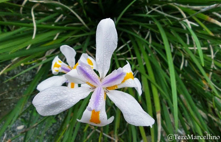 Tere Marcellino: Moréia Branca- Dietes Bicolor...