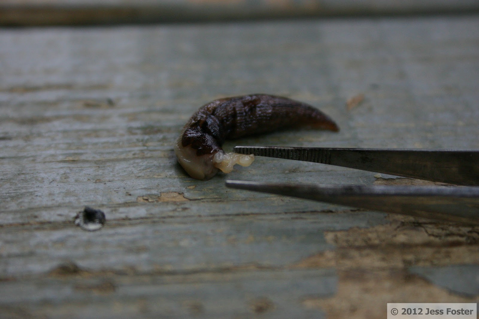 Sluggin' Along: Infected Slugs: Case #5