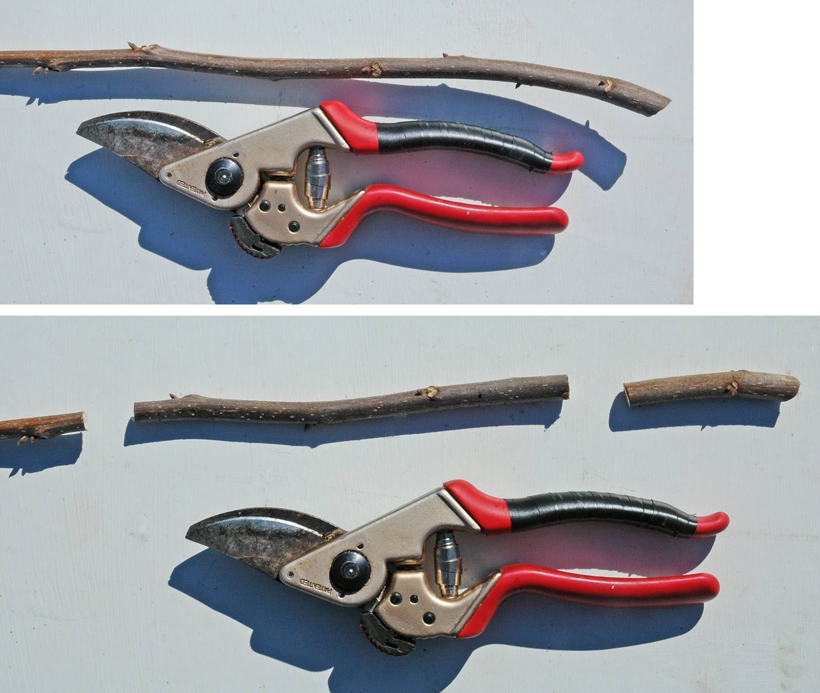 Northern Pecans: Pecan tree limb pruning and collecting scions