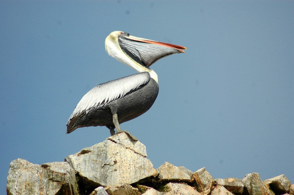 Taxonomía Chordata: Clase Aves Orden Pelecaniformes