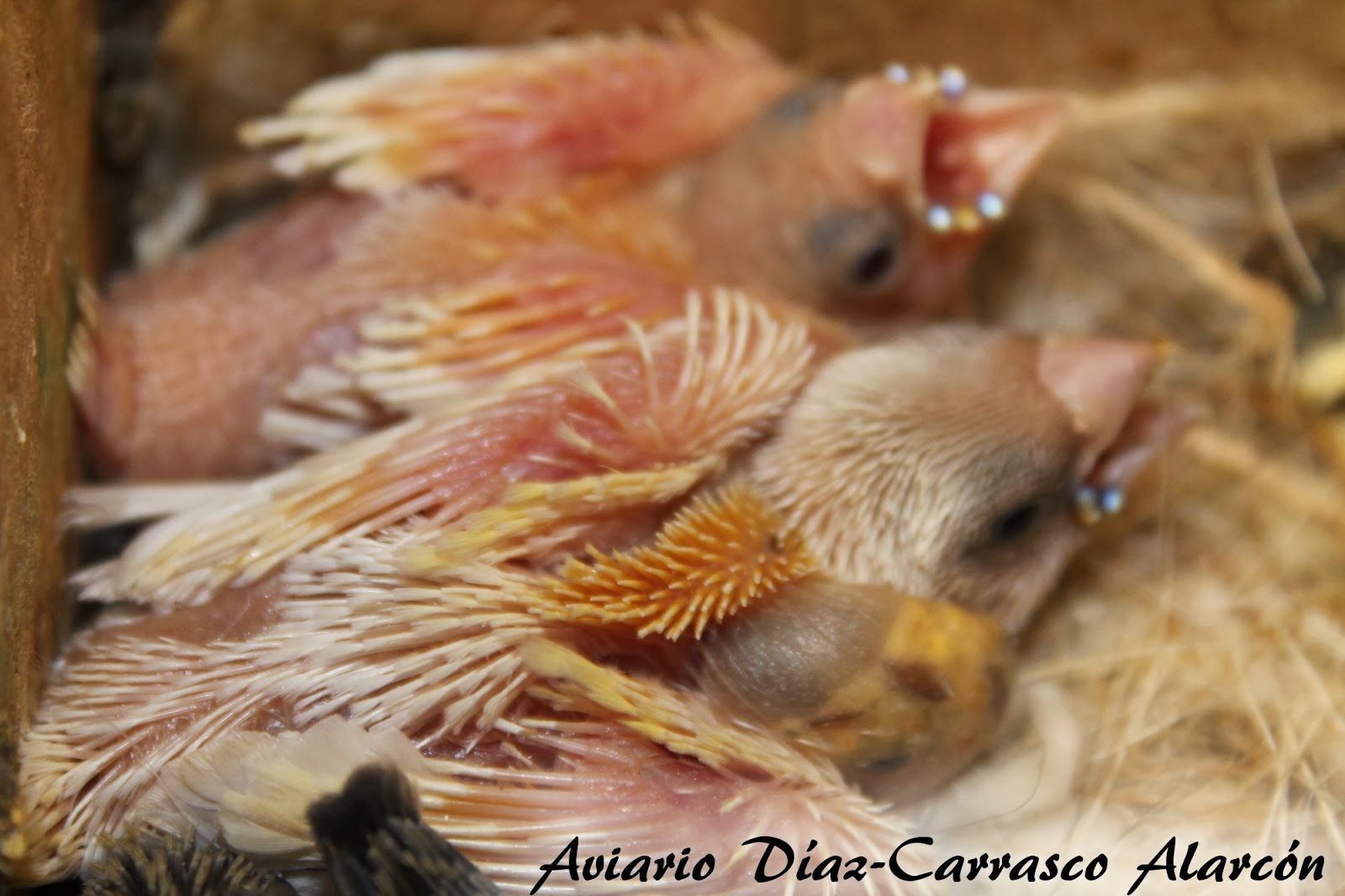 El mundo del diamante de Gould: ¿Por qué mueren los pichones?