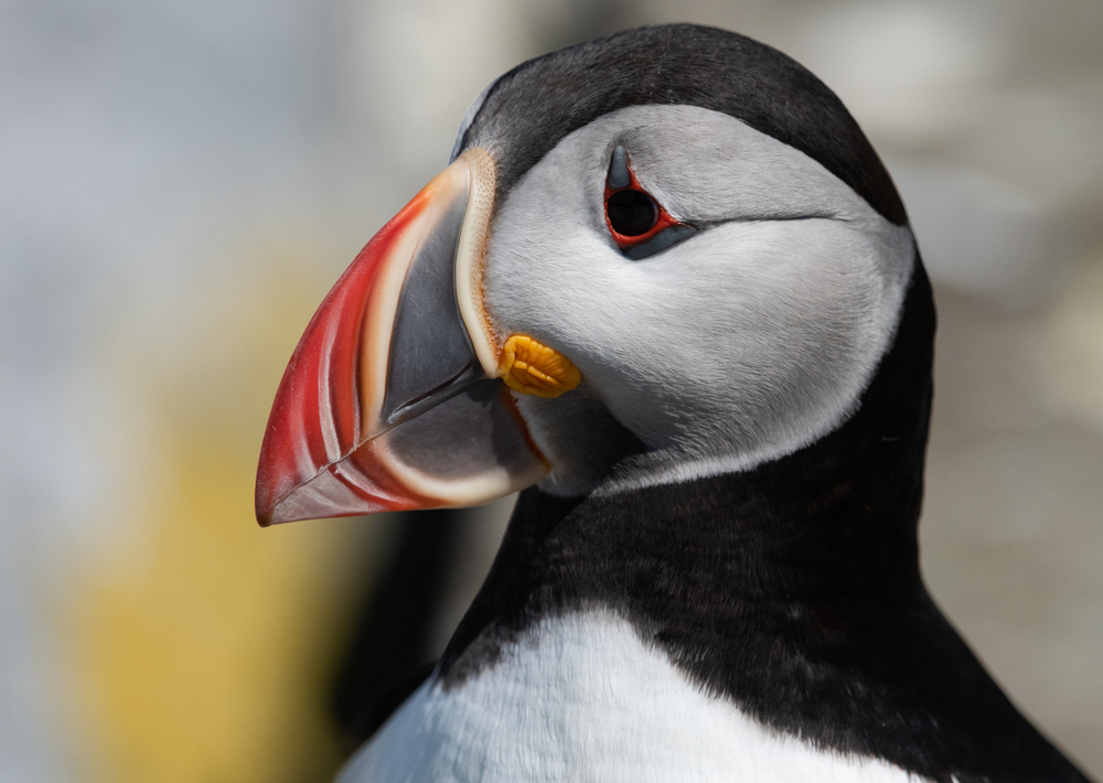 - Iceland 24 - Iceland Travel and Info Guide : Protecting Iceland's Puffins