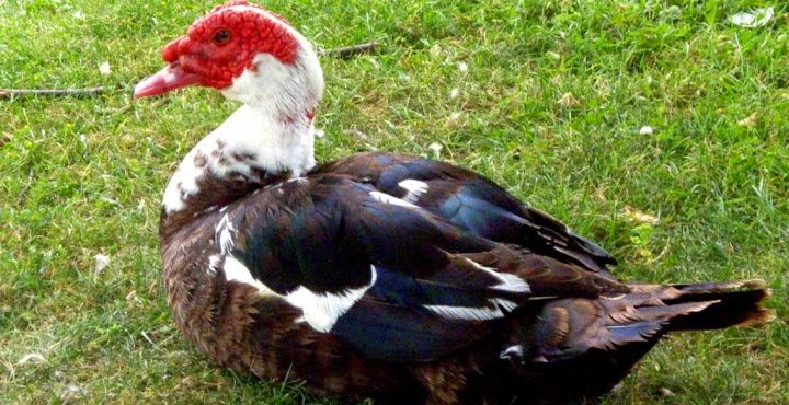 El pato Muscovy - Ecomundo