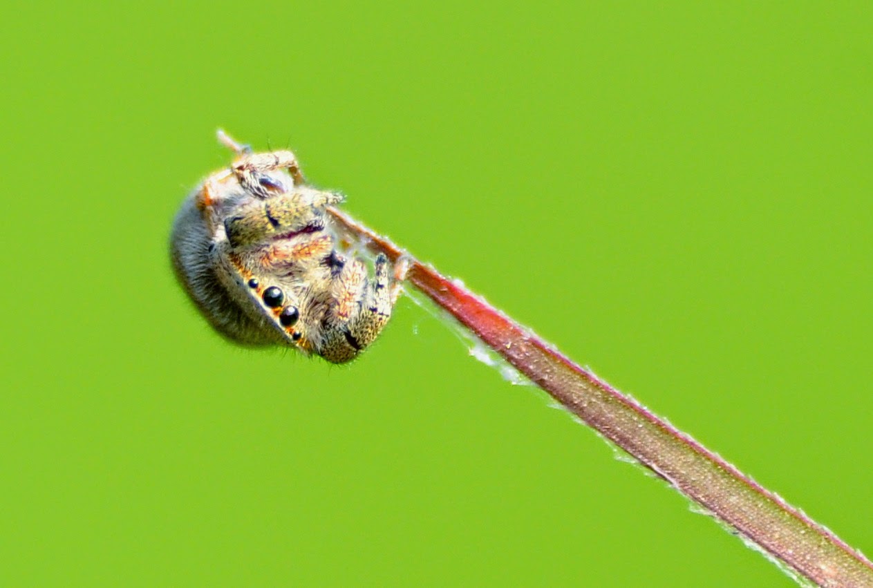 Kelvin Santarita Photography : Spiders - 8 eyes & 8 legged creatures