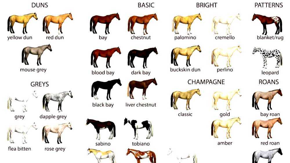 Equine coat color