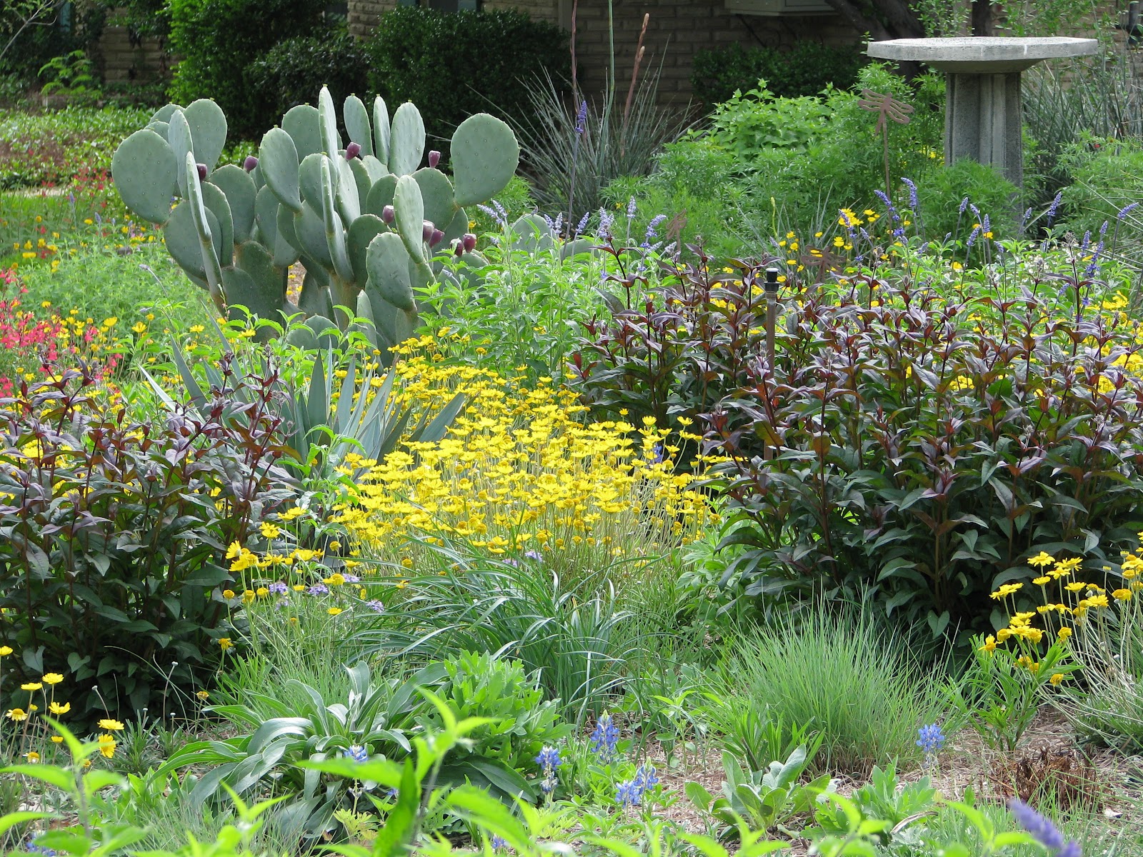 Plano Prairie Garden: The End of My Foolish Prairie Garden