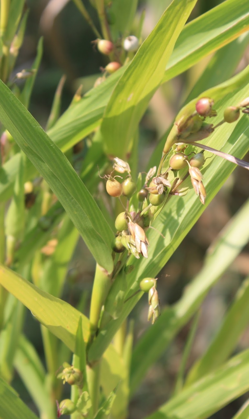 Aep dan Hanjeli: Selamat datang di AEP HANJELI