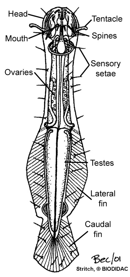 Juan Carlos Sedeño Mota: Resumen semanal N° 12 (25 al 29 de mayo) Clase ...