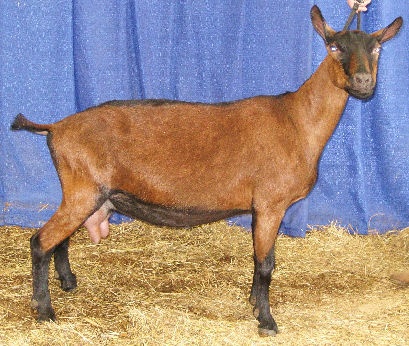 Southern Touch Farm: Dairy Goats