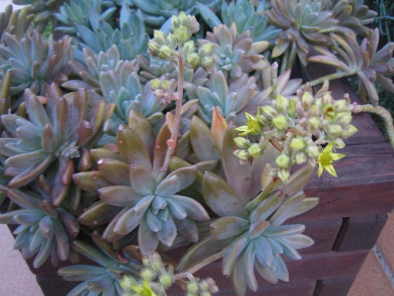 Blog de Dorisalon: SUCULENTAS EN FLOR