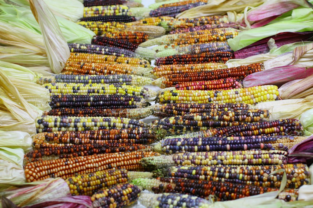 Rancho Integral Los Pingüinos