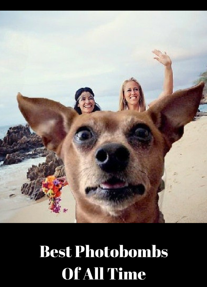 Best Photobombs Of All Time | My Crazy Email