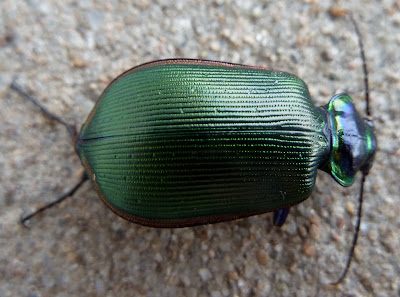 Springfield Plateau: Exploring a Glade