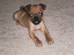 Temperament of Muggin (Min Pin) hybrid dog mix of Miniature Pinscher ...