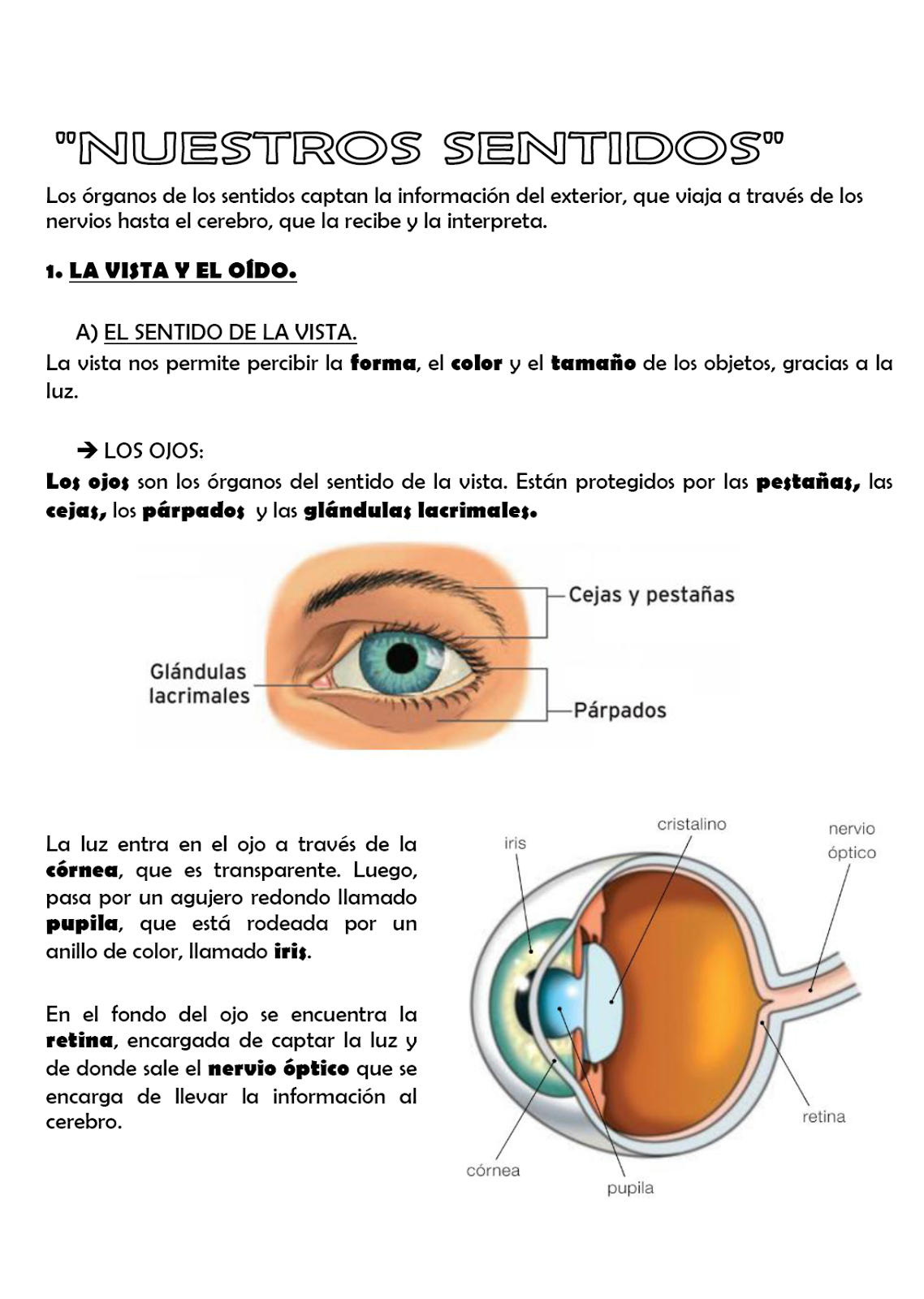 Tercero de Primaria: NATURALES. UNIDAD . LOS SENTIDOS Y EL SISTEMA NERVIOSO
