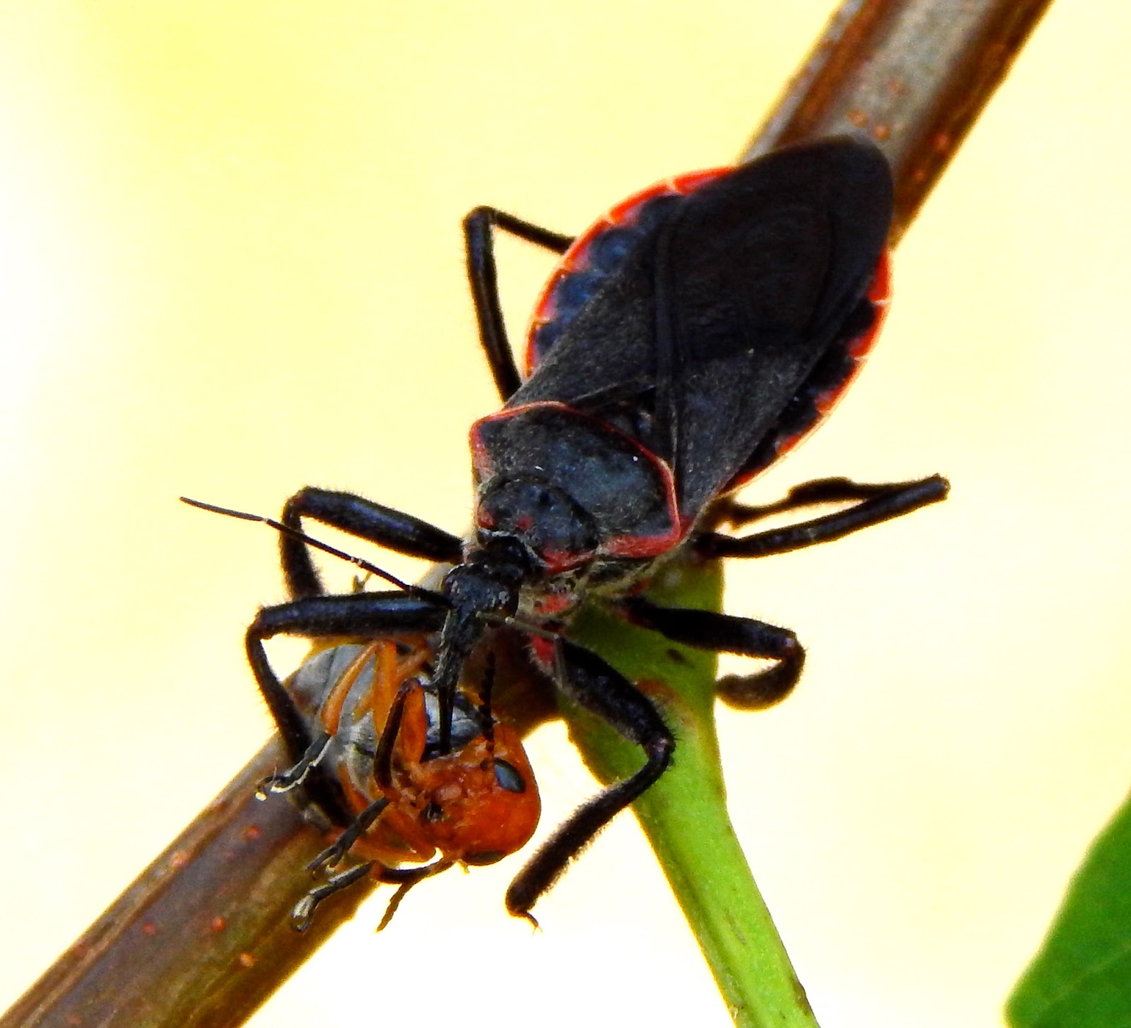 Springfield Plateau: Bee Assassin