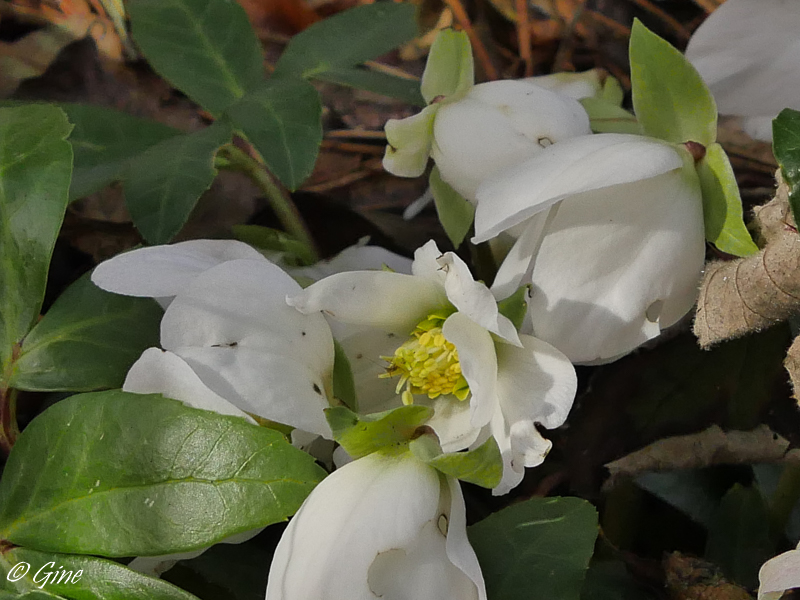 Au jardin de Gine: Fleurs de janvier