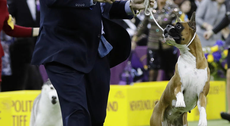 Matilda's Boxer Banter: Wilma Wednesday