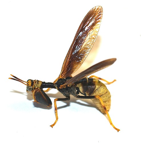 Arizona: Beetles, Bugs, Birds and more: Net-winged Insects and the ...