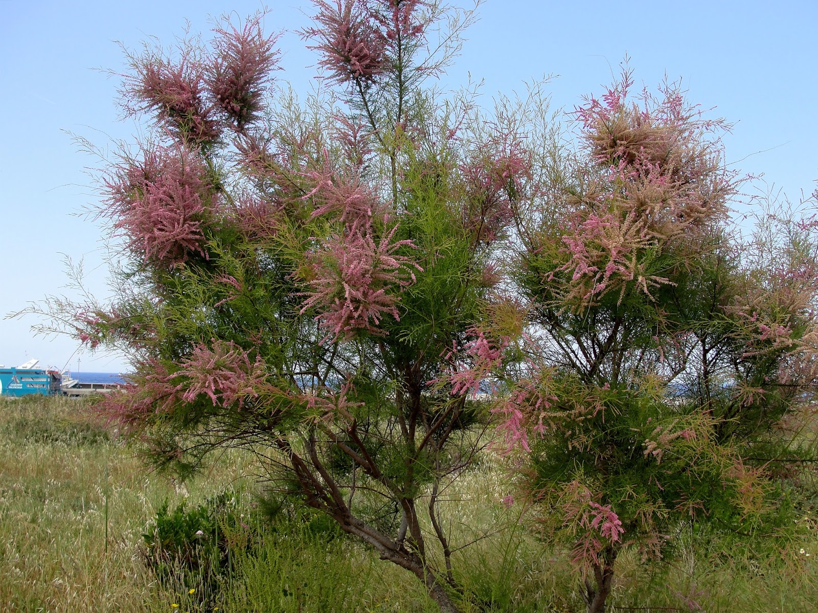 imatges de menorca: PLANTES DE MENORCA: TAMARELL - GATELL (Tamarix ...