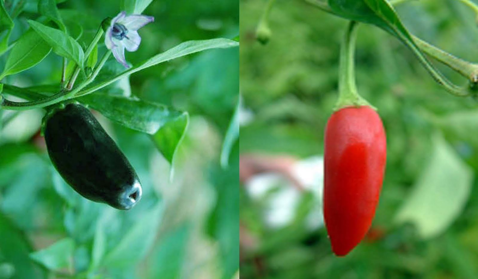 The Lima Peru LDS Temple Mission: More about Ajis de Peru*