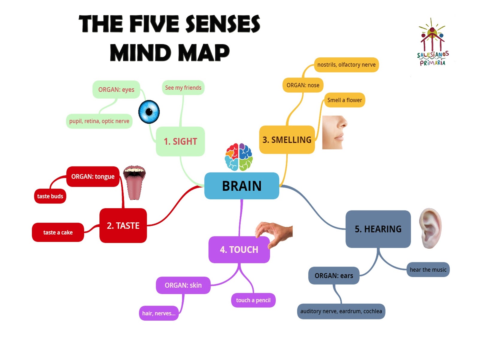 Senses Thinking Maps