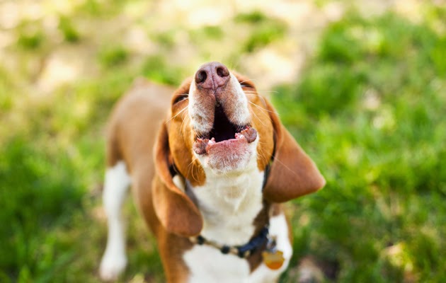 The Pet Perspective: They're Speaking, But Are We Listening?