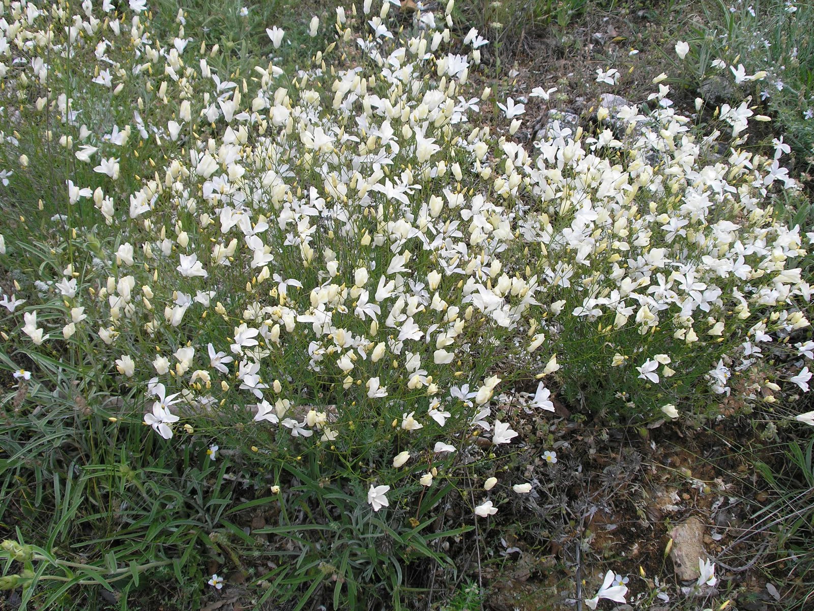 FLORA CAMPO DE MONTIEL Y ALREDEDORES: LINO BLANCO FLORA CAMPO DE MONTIEL Y ALREDEDORES: LINO BLANCO