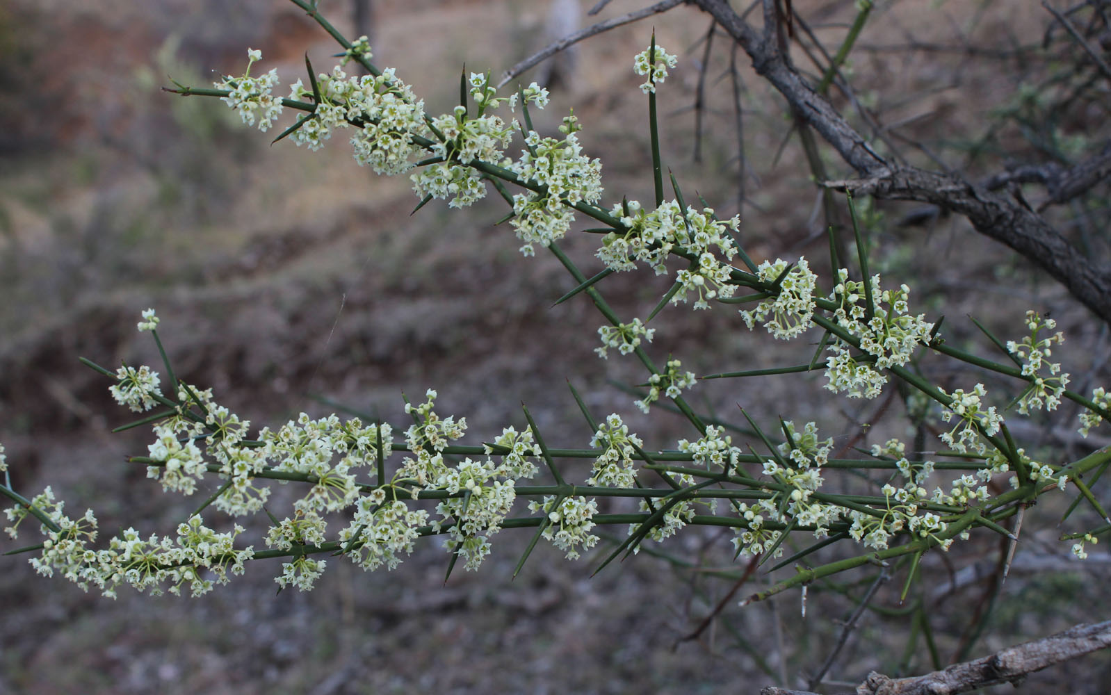 Toowoomba Plants: Hairy Anchor Plant