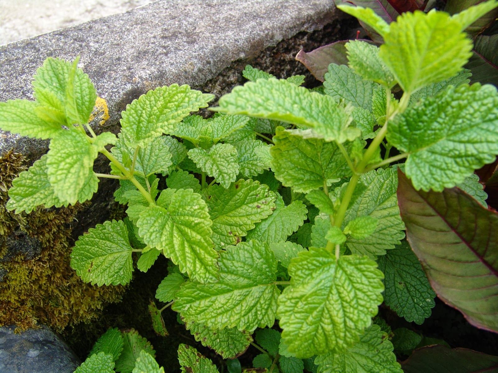 NATURMARIENSE: PLANTAS MEDICINAIS: ERVA-CIDREIRA (MELISSA OFFICINALIS)