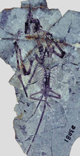 Species New to Science: [Paleontology • 2012] Qinglongopterus guoi • A ...