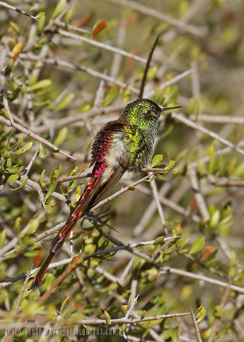 mis fotos de aves: Sappho sparganurus Picaflor Cometa Red-tailed Comet