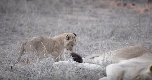 White Wolf : Wild Lion Cub Plays With Lioness' Tail, Makes Our Hearts Melt