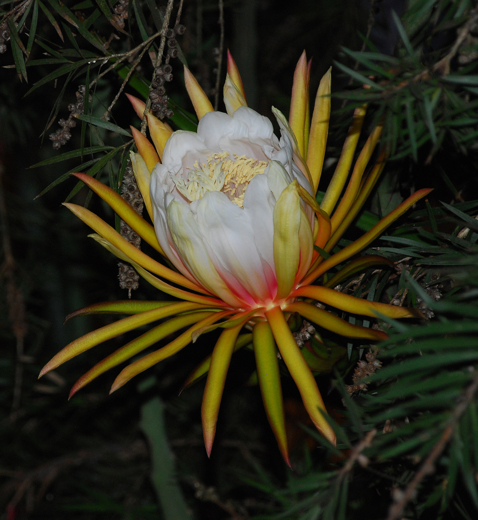 ARTE Y JARDINERÍA : Plantas acuáticas en Diseño de Jardines