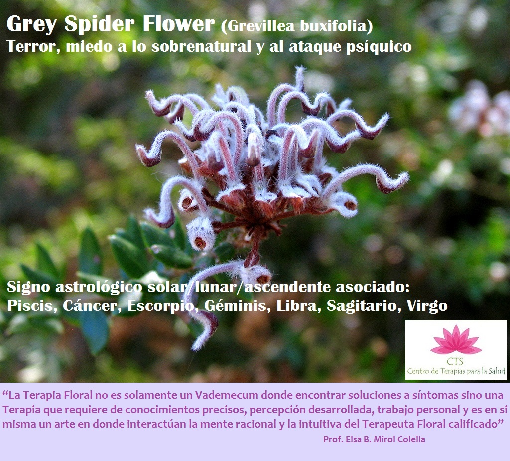 CTS-CENTRO DE TERAPIAS PARA LA SALUD: FLORES DE BUSH Y ASTROLOGIA: GREY ...