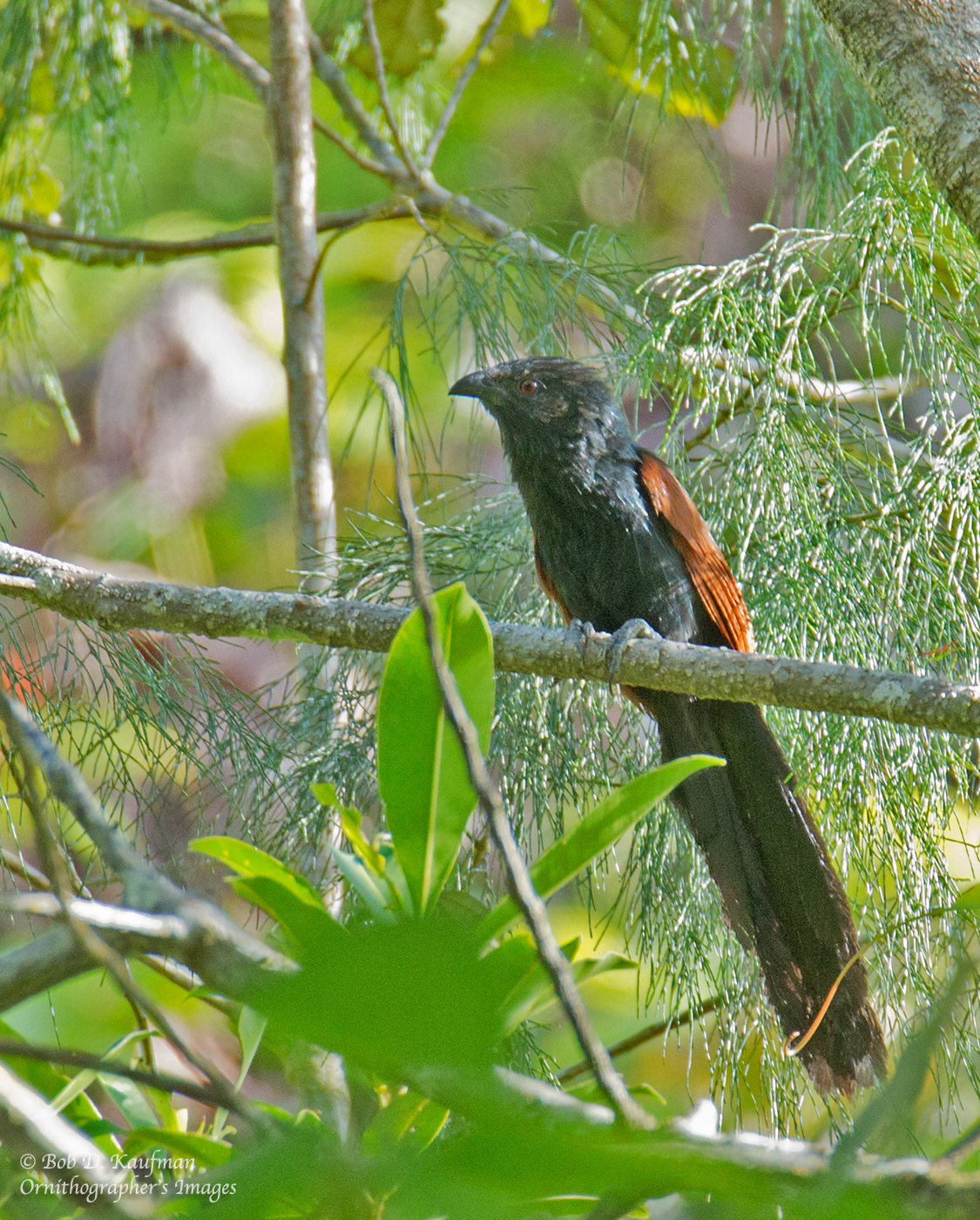 TWO BIRDERS TO GO: Francis of Assist See