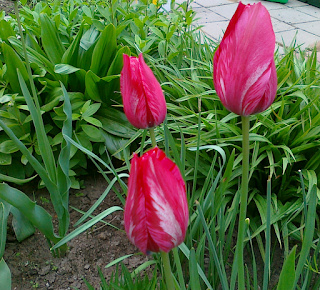 Tea's Garden Stories: Tulbid püsikupeenras