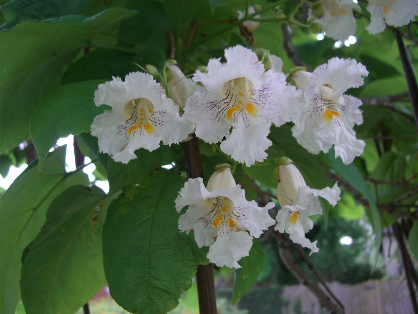 https://lynfenwick.blogspot.com: Isaac's Catalpa Trees