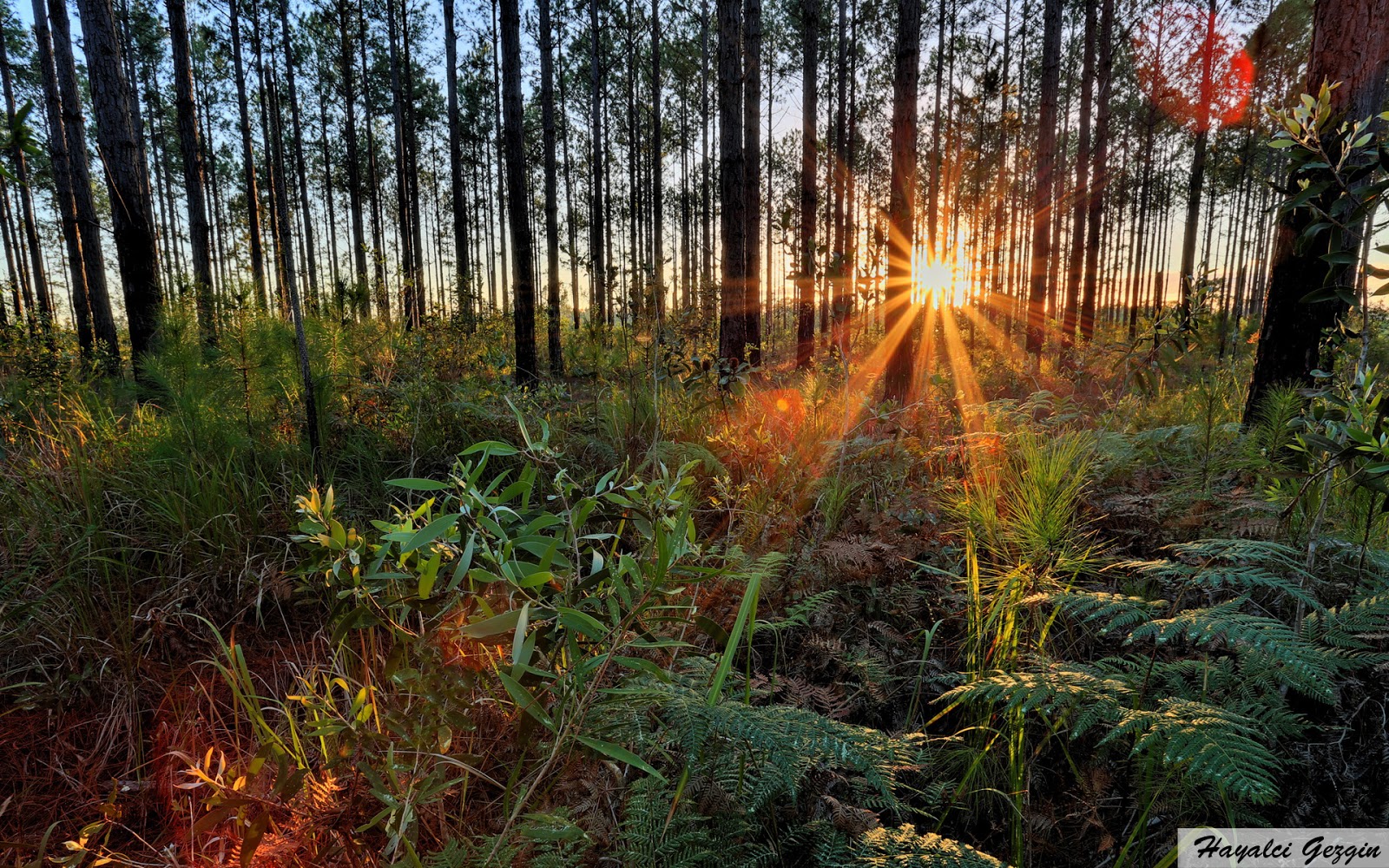 Tropikal Ormanlar / Tropical Forest - Hayalci Gezgin - Seyahat Rehberi ...