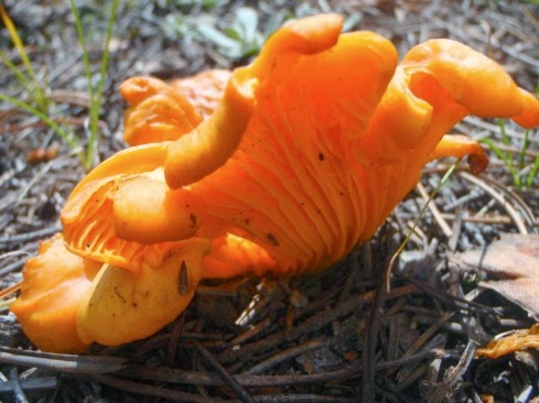 A Season of Chanterelles