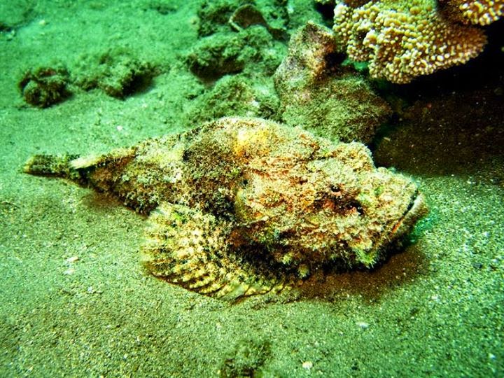 Rumbo a la profundidad: Vida en el arrecife: Pez diablo