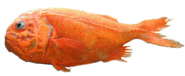 Left Field Wander: What's In a Fish Name?