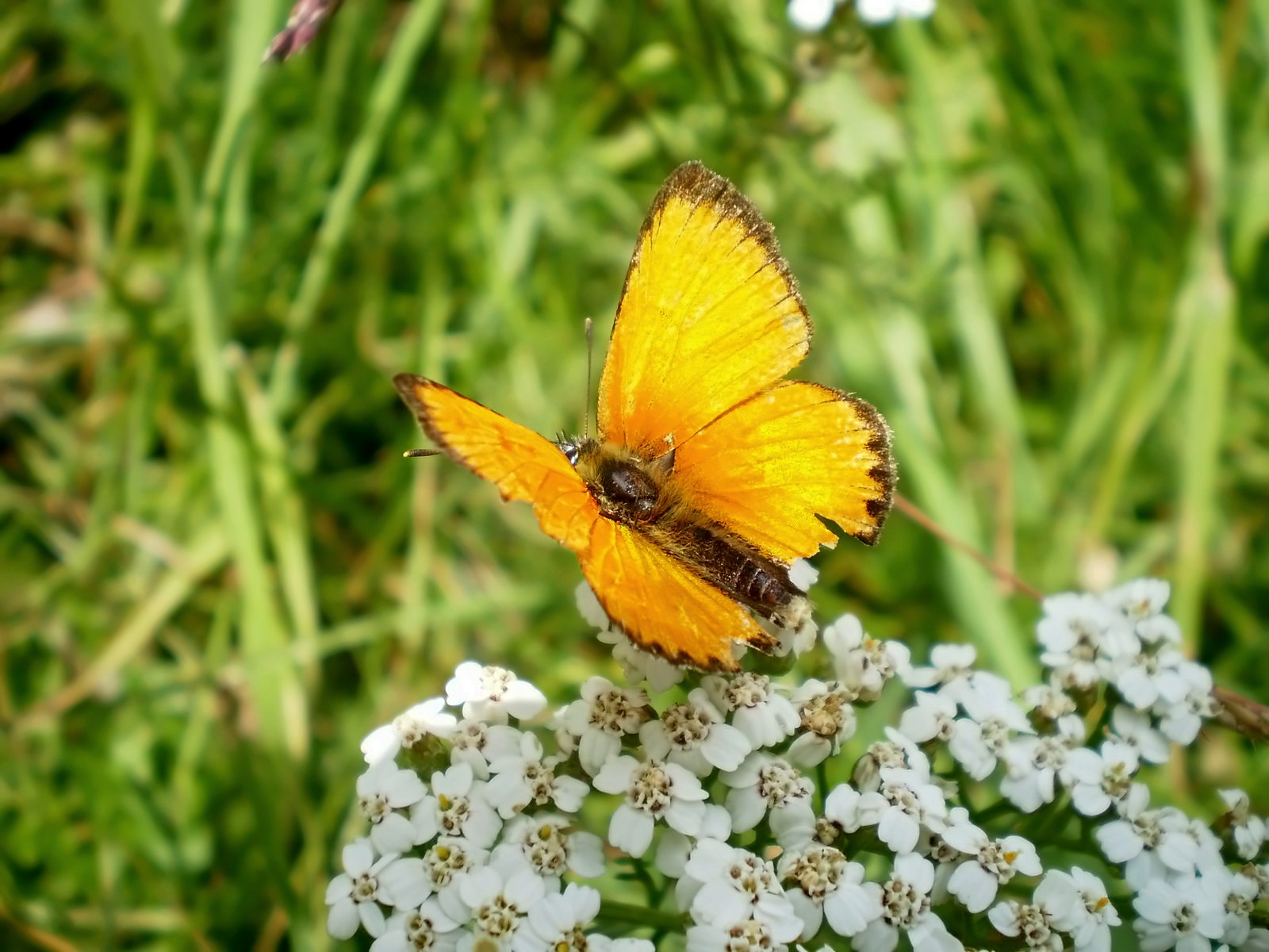 NATURA VIVA: PAPALLONES