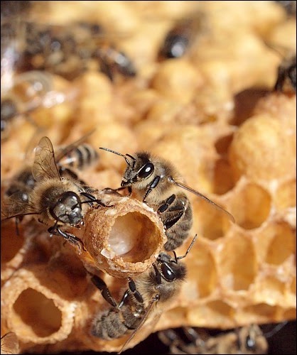Notes from a Small Apiary: Drone layers and queen cells