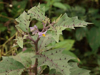 Viswa Bharati Vedic Astrology : Plants used as Patri for Vinaayaka ...