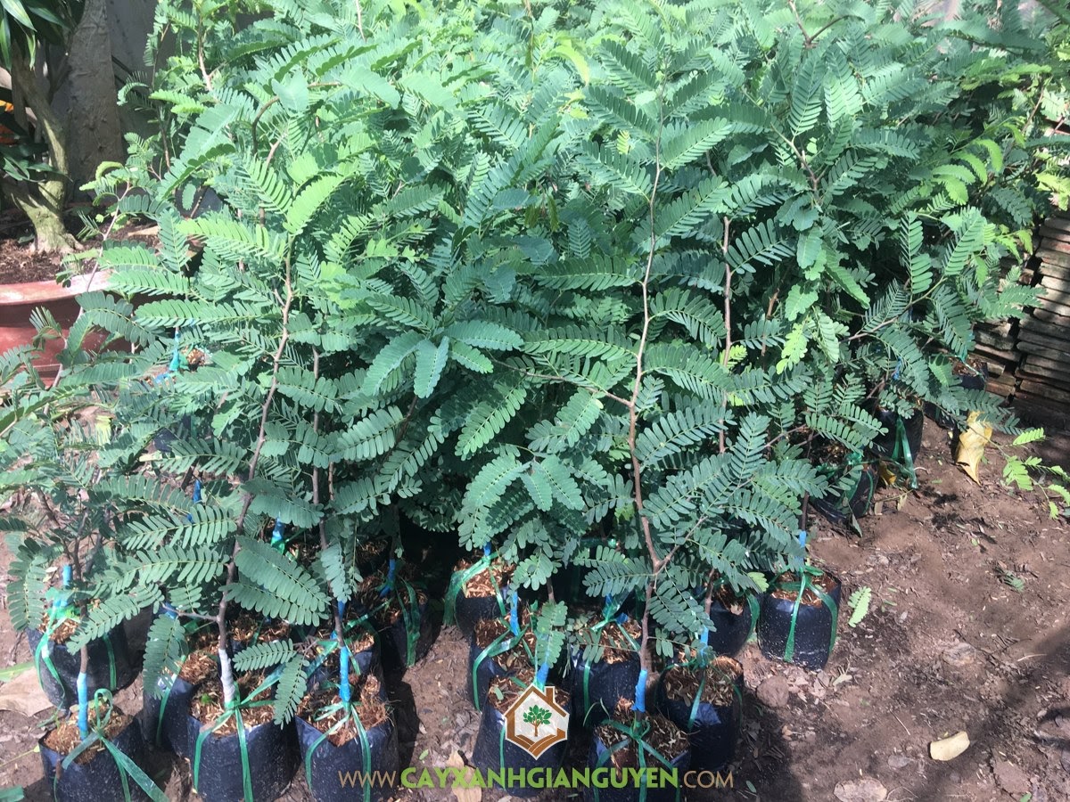 CÁCH TRỒNG CÂY ME THÁI ~ Cây Me Thái