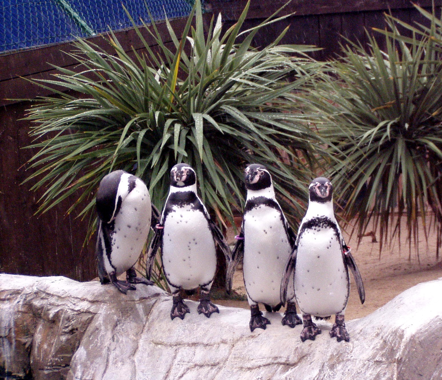 Professor P.Brain's blog: Penguins 'shot down'?