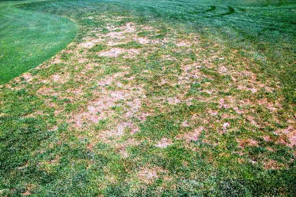 Xtremehorticulture of the Desert: Lawn Care During the Heat